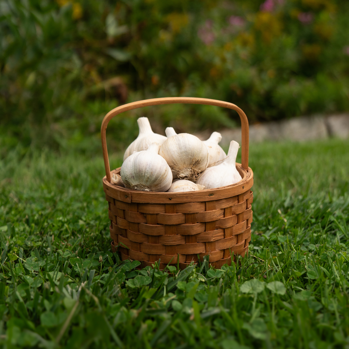 Garlic – Maine Garlic Company